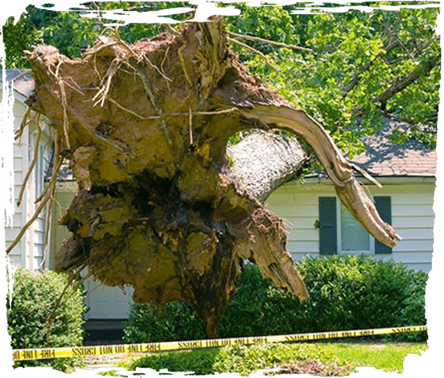 Tree Removal, Tree Trimming, Debris Removal, Stump Grinding, Emergency ...