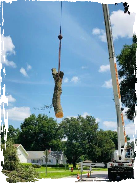 Tree Removal, Tree Trimming, Debris Removal, Stump Grinding, Emergency ...