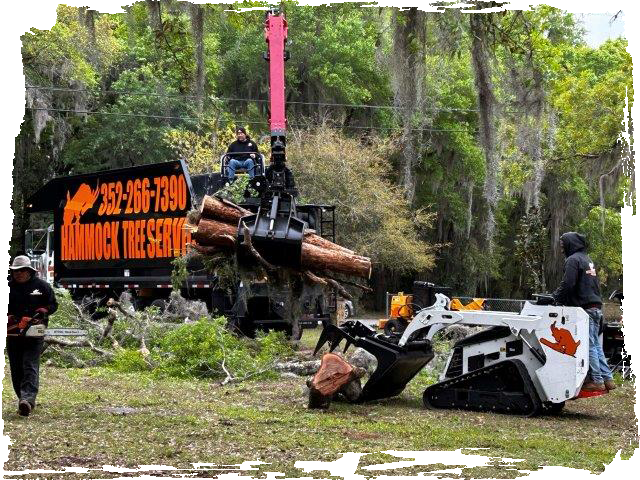 Tree Removal, Tree Trimming, Debris Removal, Stump Grinding, Emergency ...